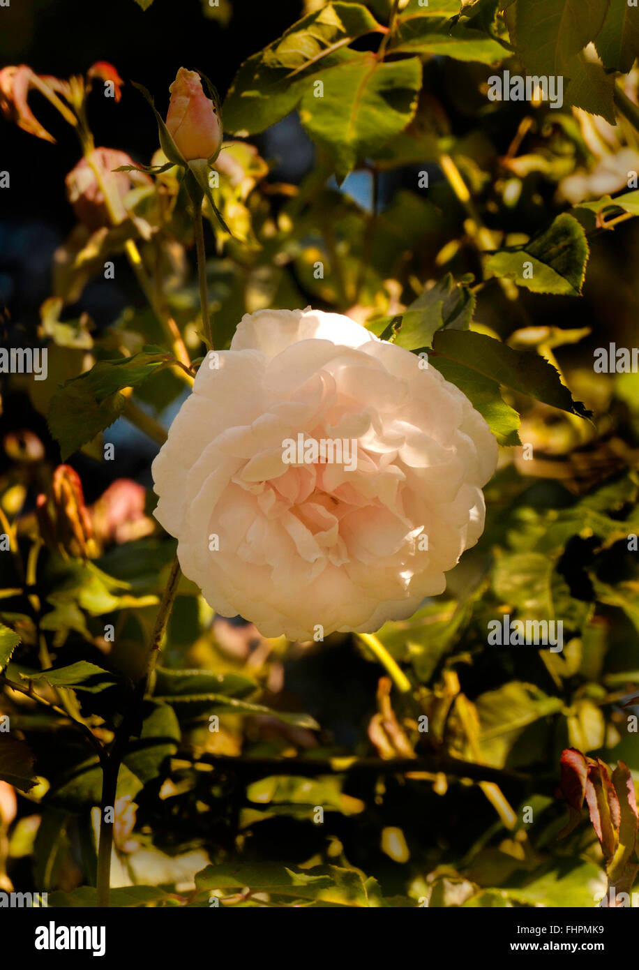 Noisette rose hi-res stock photography and images - Alamy