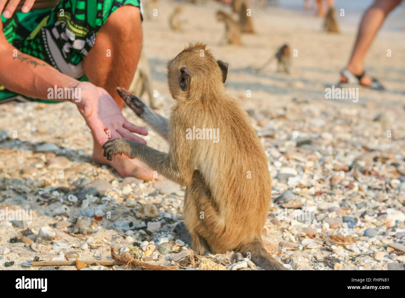 Self portrait with monkeys hi-res stock photography and images - Alamy