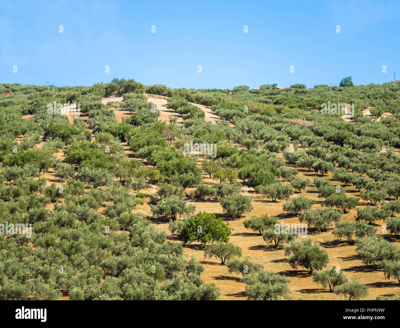 Spain olive tree hi-res stock photography and images - Alamy