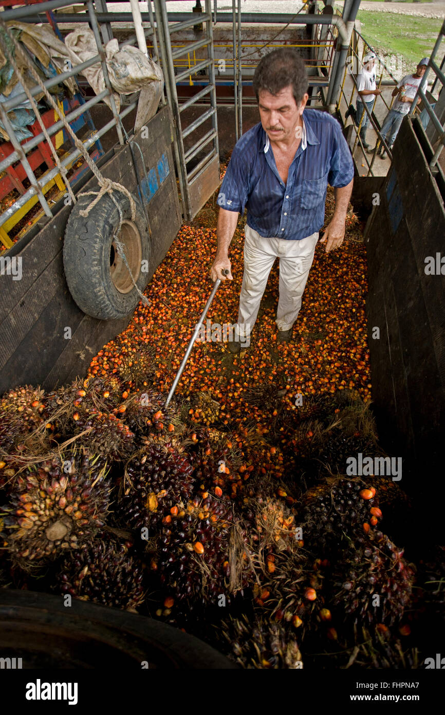 Harvesting palm fruits for palm oil, Costa Rica Stock Photo - Alamy