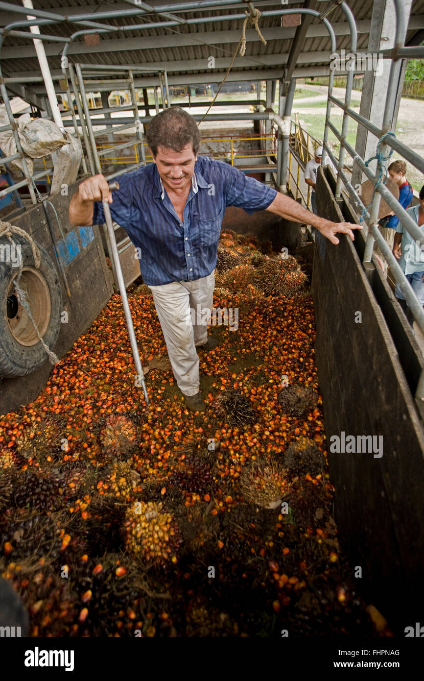 Harvesting palm fruits for palm oil, Costa Rica Stock Photo - Alamy
