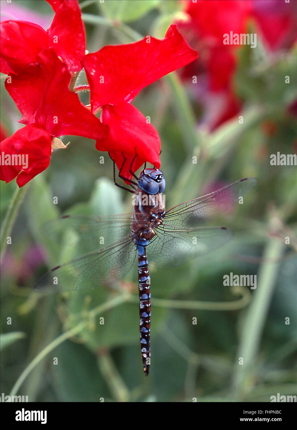 Dragonfly on Sweetpea Stock Photo - Alamy