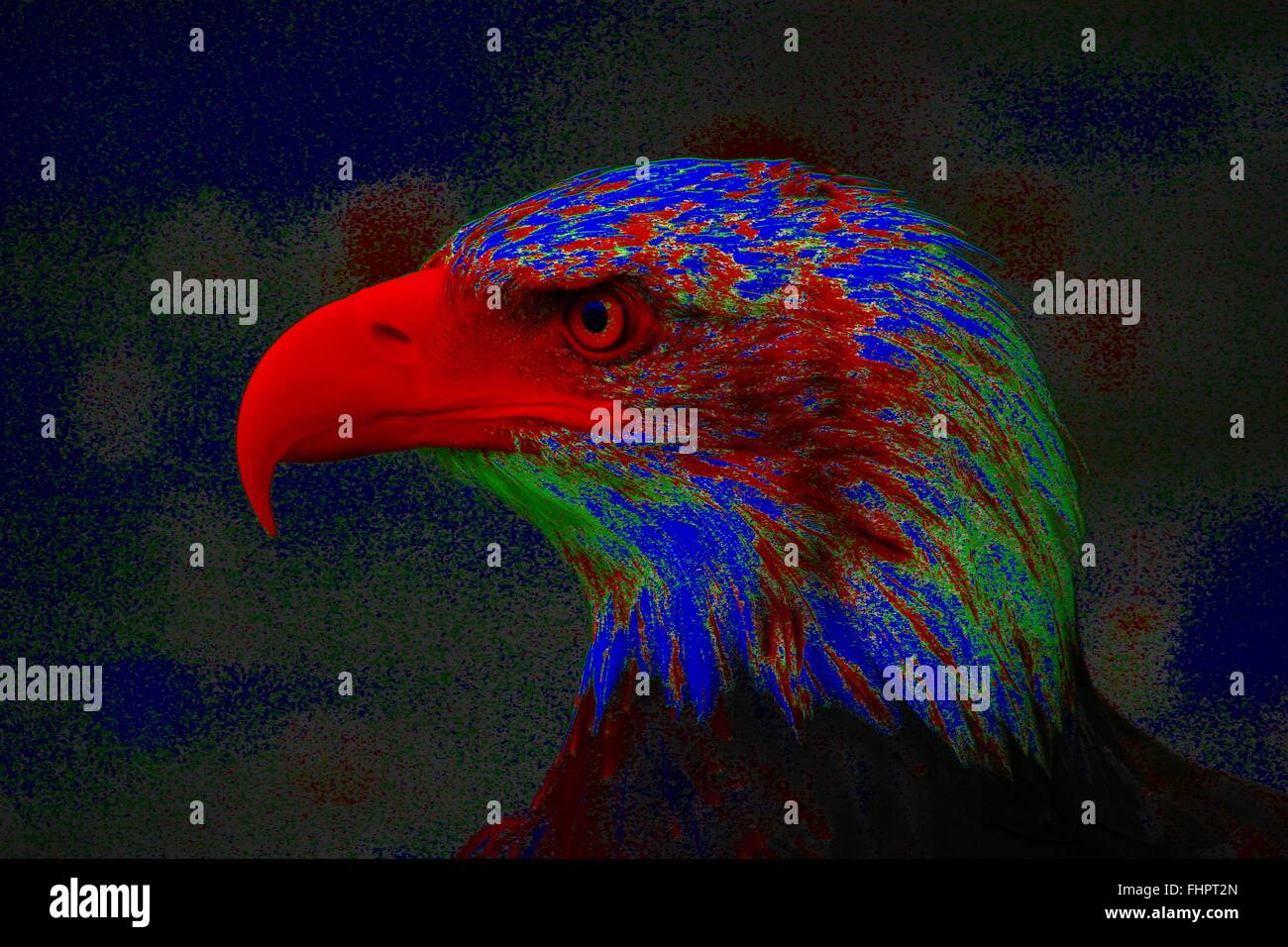 portrait of an eagle Stock Photo - Alamy