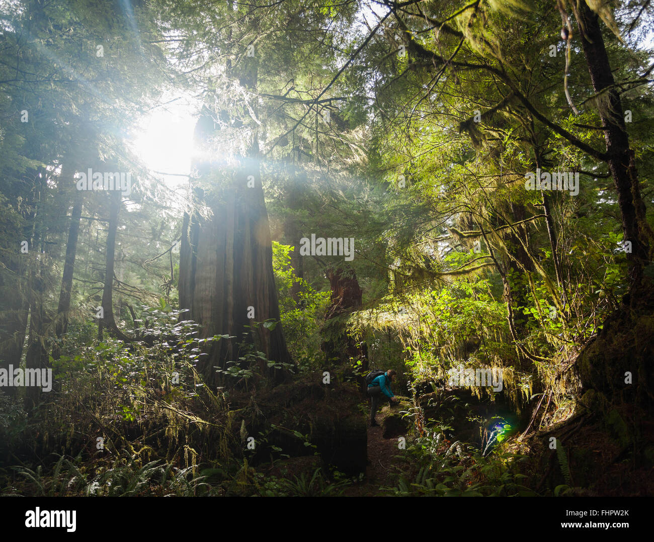Exploring Meares Island, Tofino British Columbia Stock Photo - Alamy