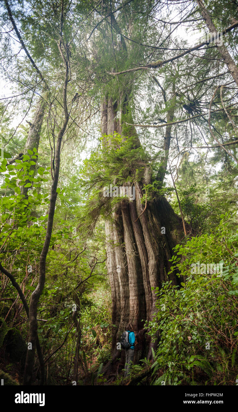 Red Cedar on Meares Island, Tofino British Columbia Stock Photo - Alamy