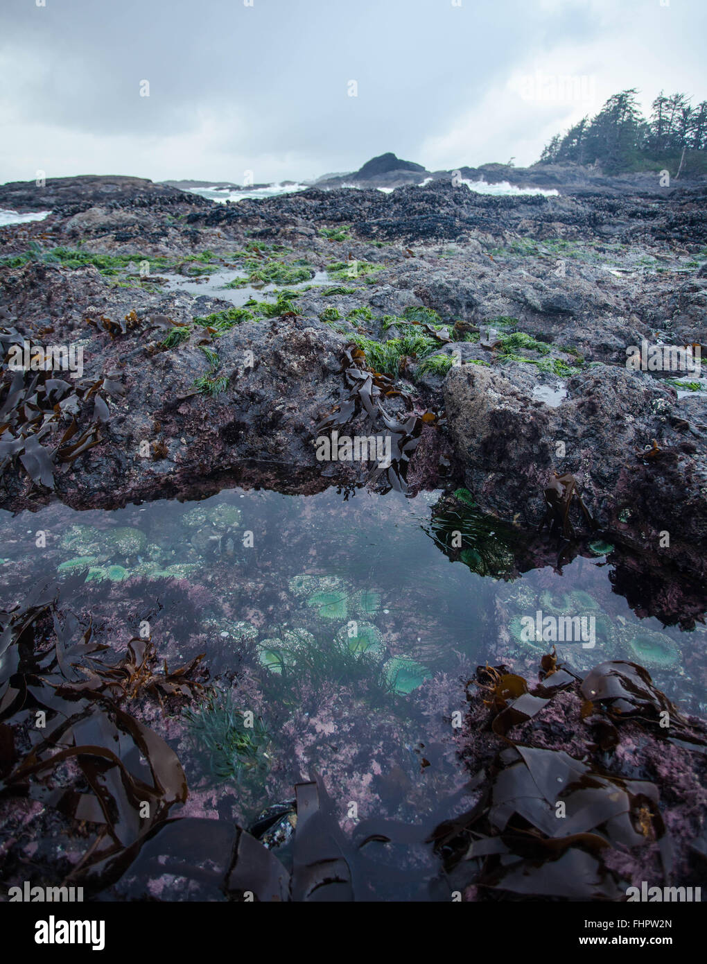 Tide pool creatures hi-res stock photography and images - Alamy