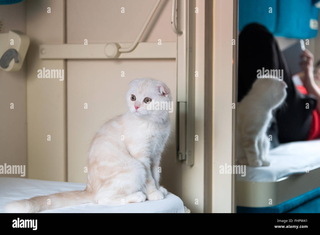 The kitten in a train compartment Stock Photo - Alamy