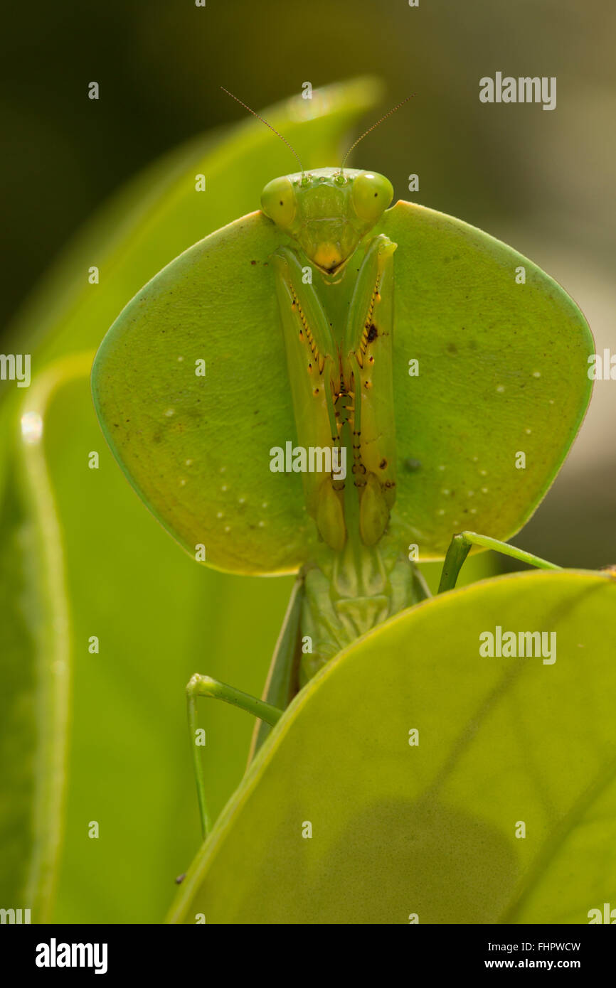 Hooded mantis, (Choeradodis spp.), Costa Rica, Tropical rainforest ...