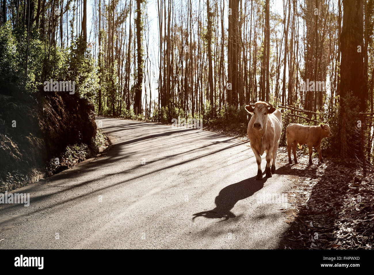 Portugal, Madeira, cows on the road Stock Photo - Alamy
