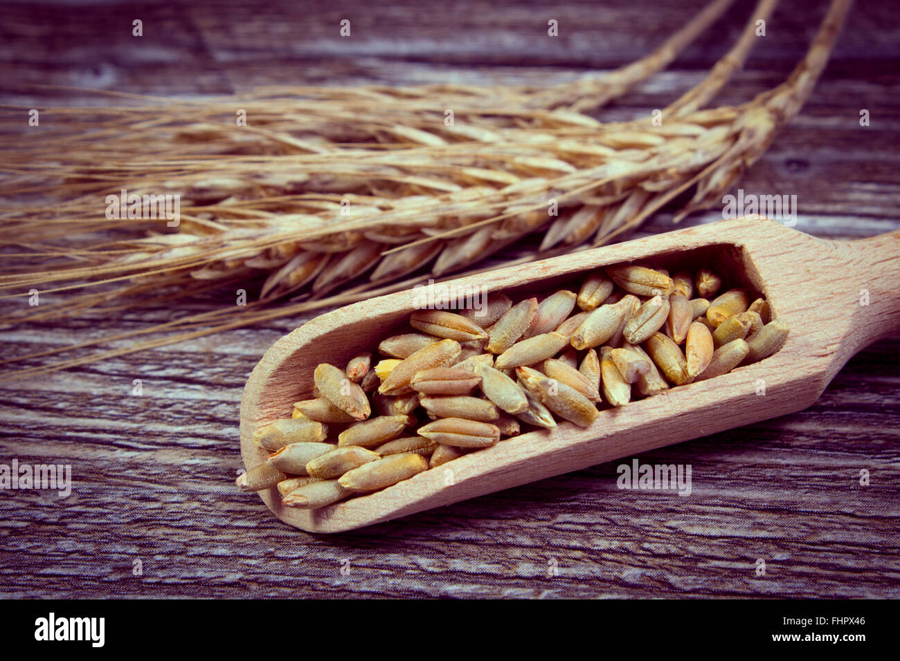 Vintage photo, Organic whole rye grain with spoon and ears of rye lying ...