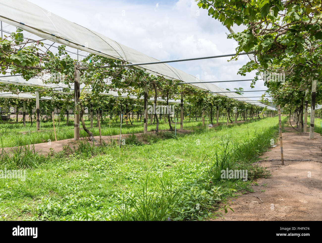 Grape Farm Stock Photos & Grape Farm Stock Images - Alamy