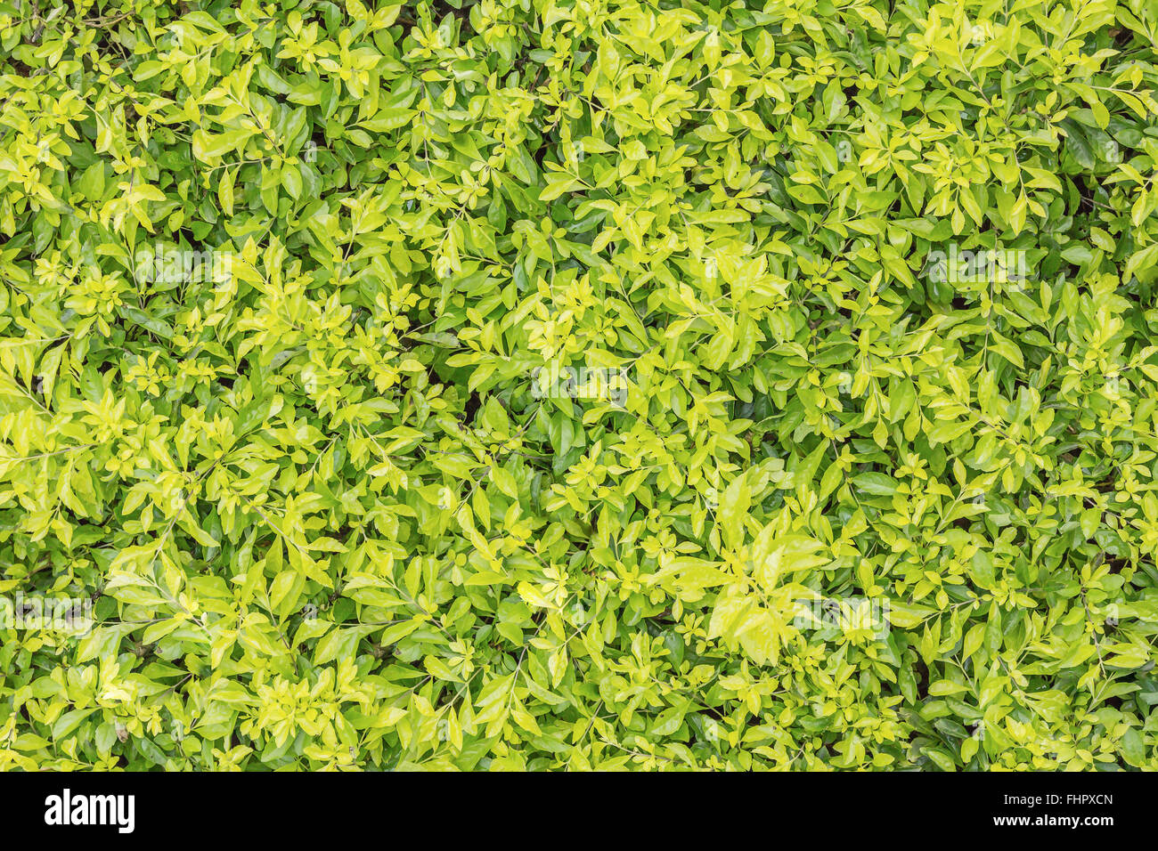 Natural leaf texture hi-res stock photography and images - Alamy