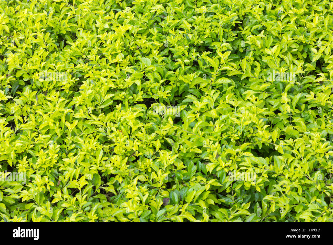 Natural green leaf texture Stock Photo - Alamy