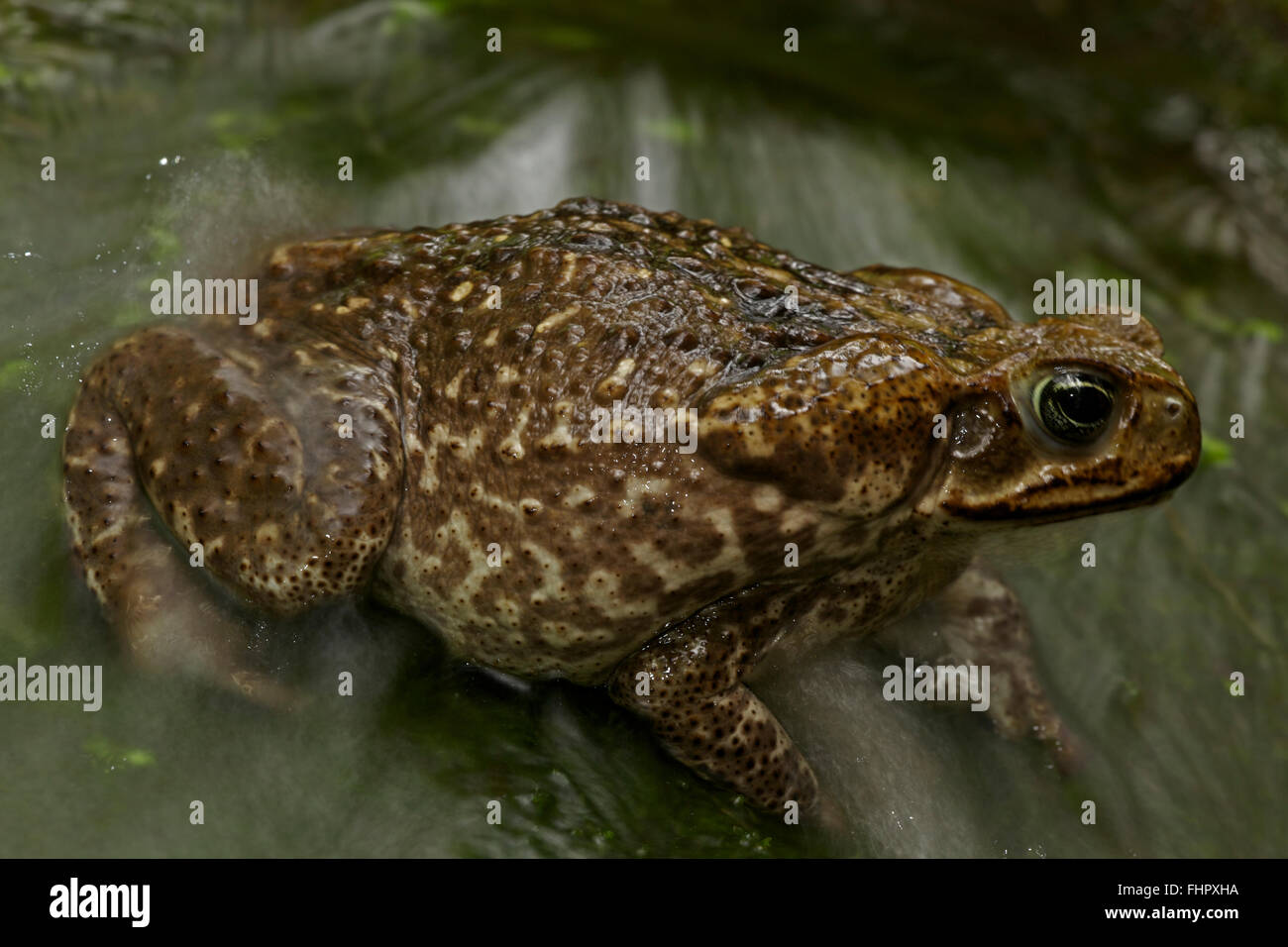 Paratoid hi-res stock photography and images - Alamy