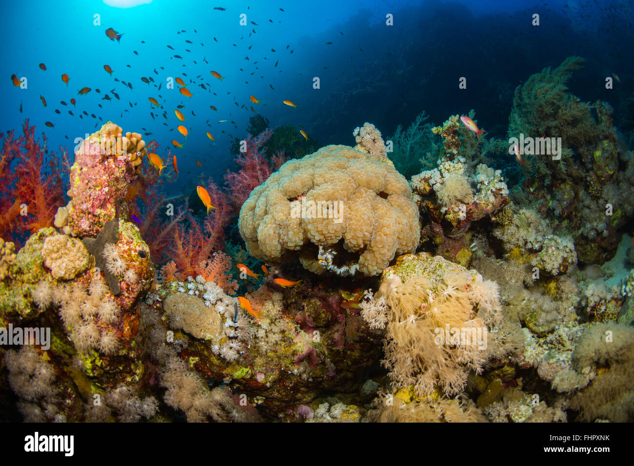 The reefs of the Red Sea Stock Photo - Alamy
