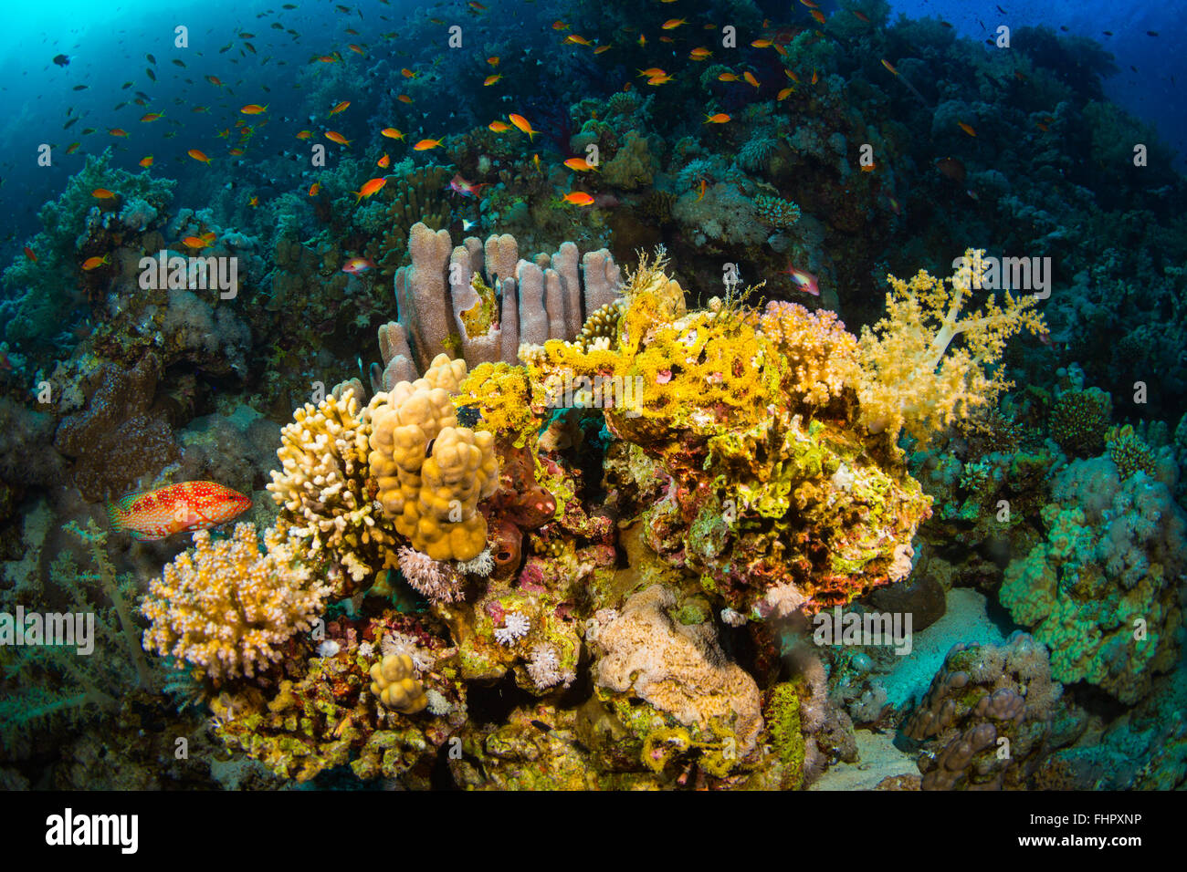 The reefs of the Red Sea Stock Photo - Alamy