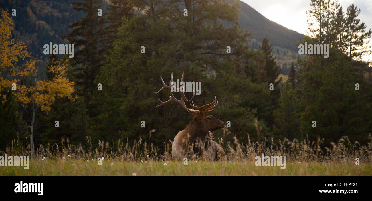 An Elk Resting at Jasper National Park in Alberta Stock Photo - Alamy