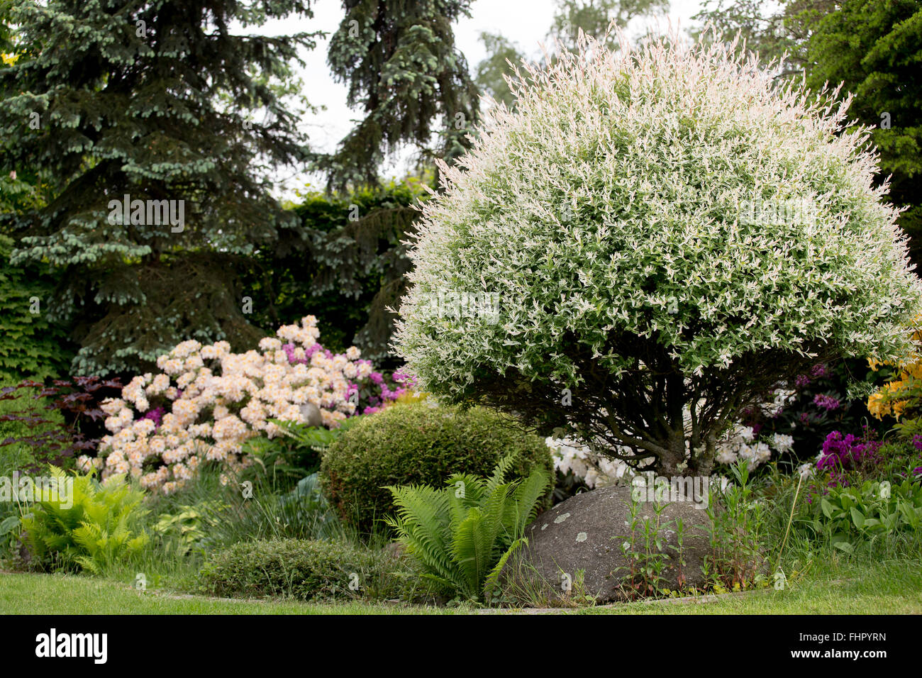 Beautiful spring garden design with flowering rhododendron and conifers ...