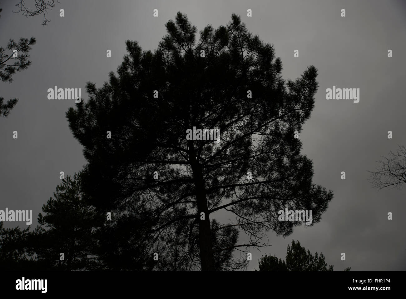 Cloudy sky and pinetree hi-res stock photography and images - Alamy
