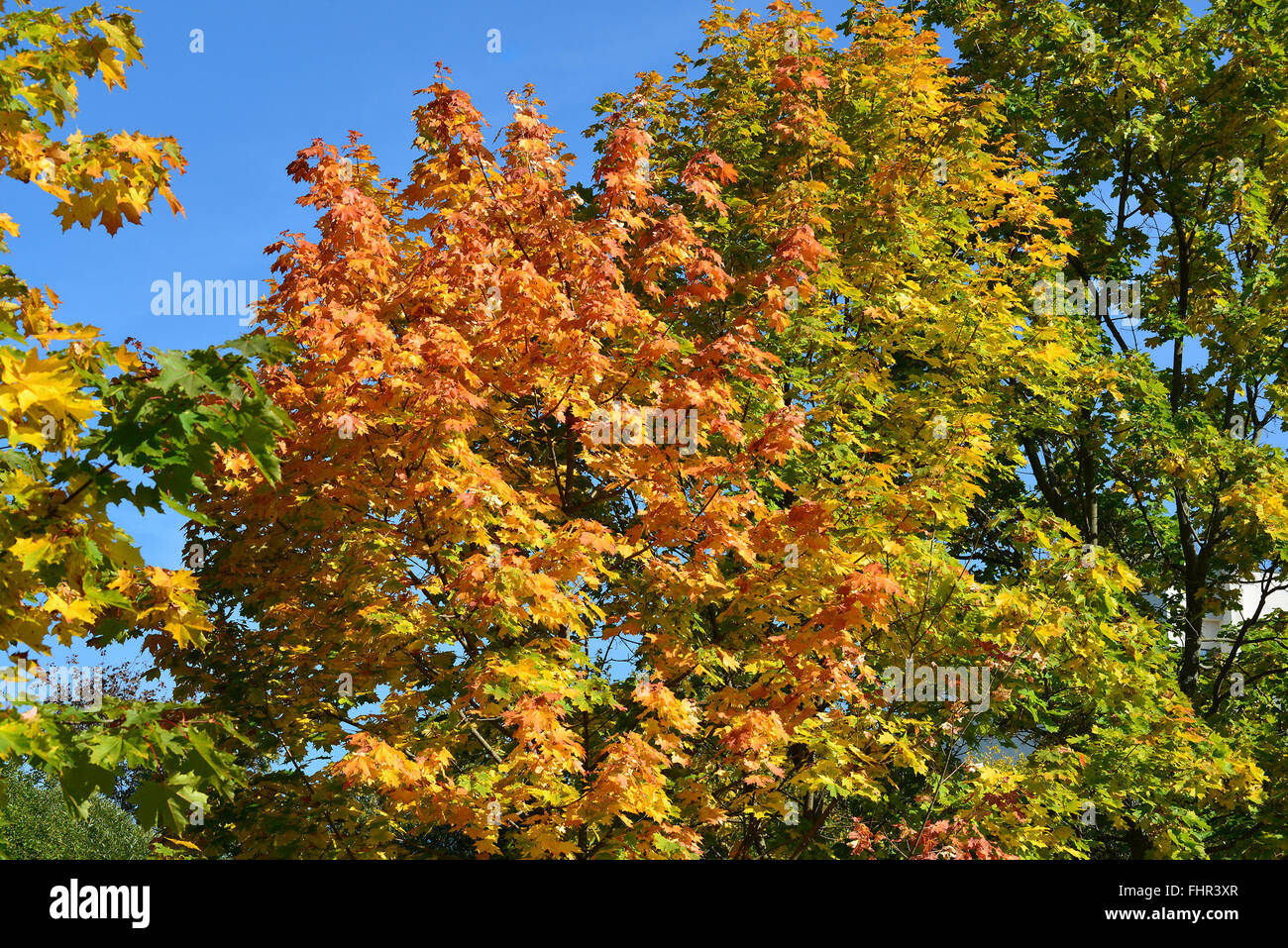 Beautiful maple leaves hi-res stock photography and images - Alamy