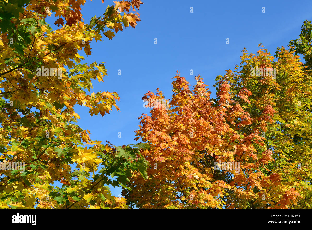 Beautiful maple leaves hi-res stock photography and images - Alamy