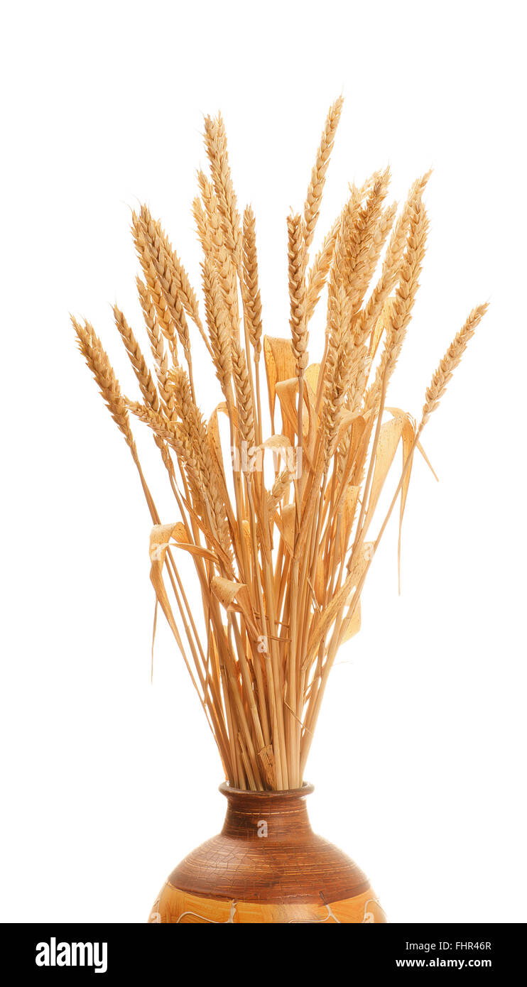 Wheat plant hi-res stock photography and images - Alamy