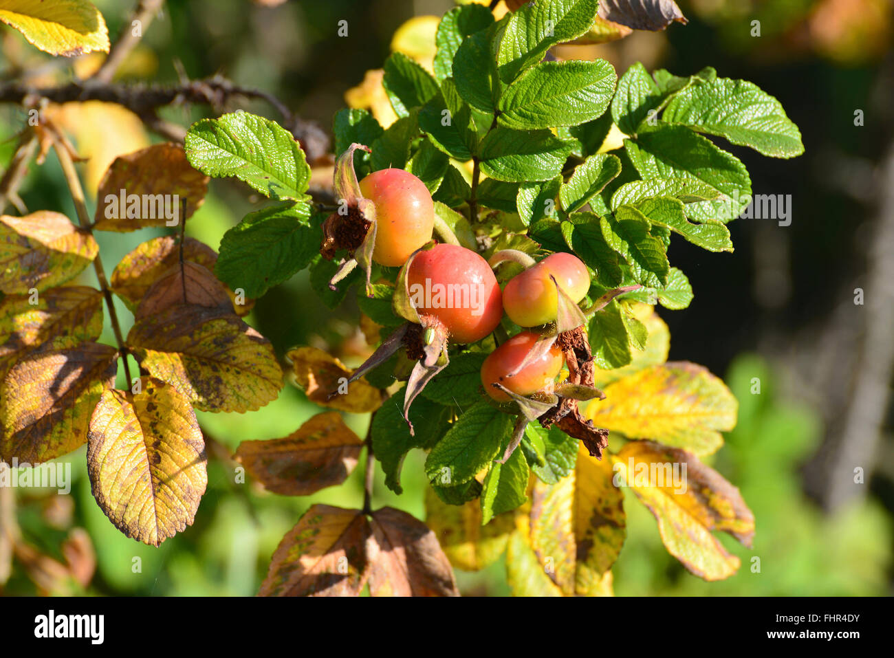 Mature nice red briar berries Stock Photo - Alamy