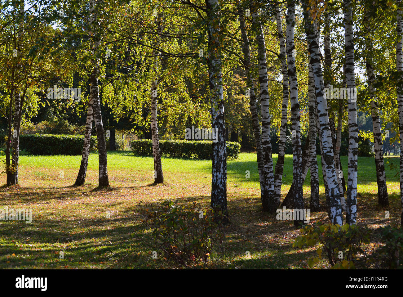 The birch grove hi-res stock photography and images - Alamy