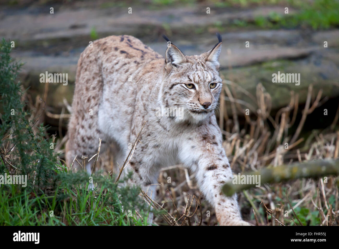 A single European Lynx walking through some scrubland Stock Photo - Alamy
