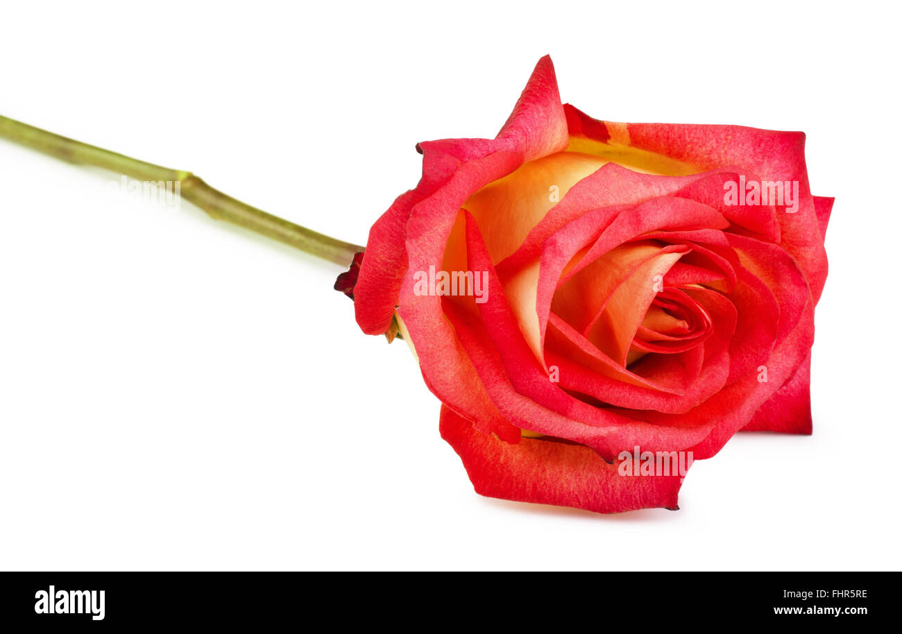 Red and yellow rose isolated on white background Stock Photo - Alamy