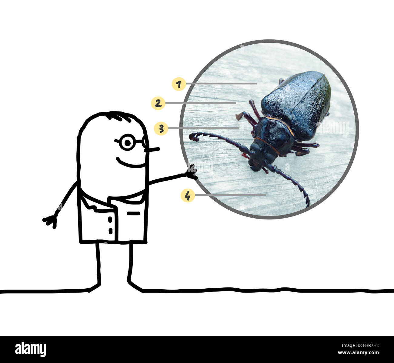 cartoon man entomologist showing a beetle Stock Photo - Alamy