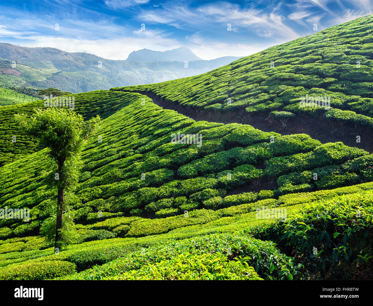 Tea plantations, Munnar, Kerala state, India Stock Photo - Alamy