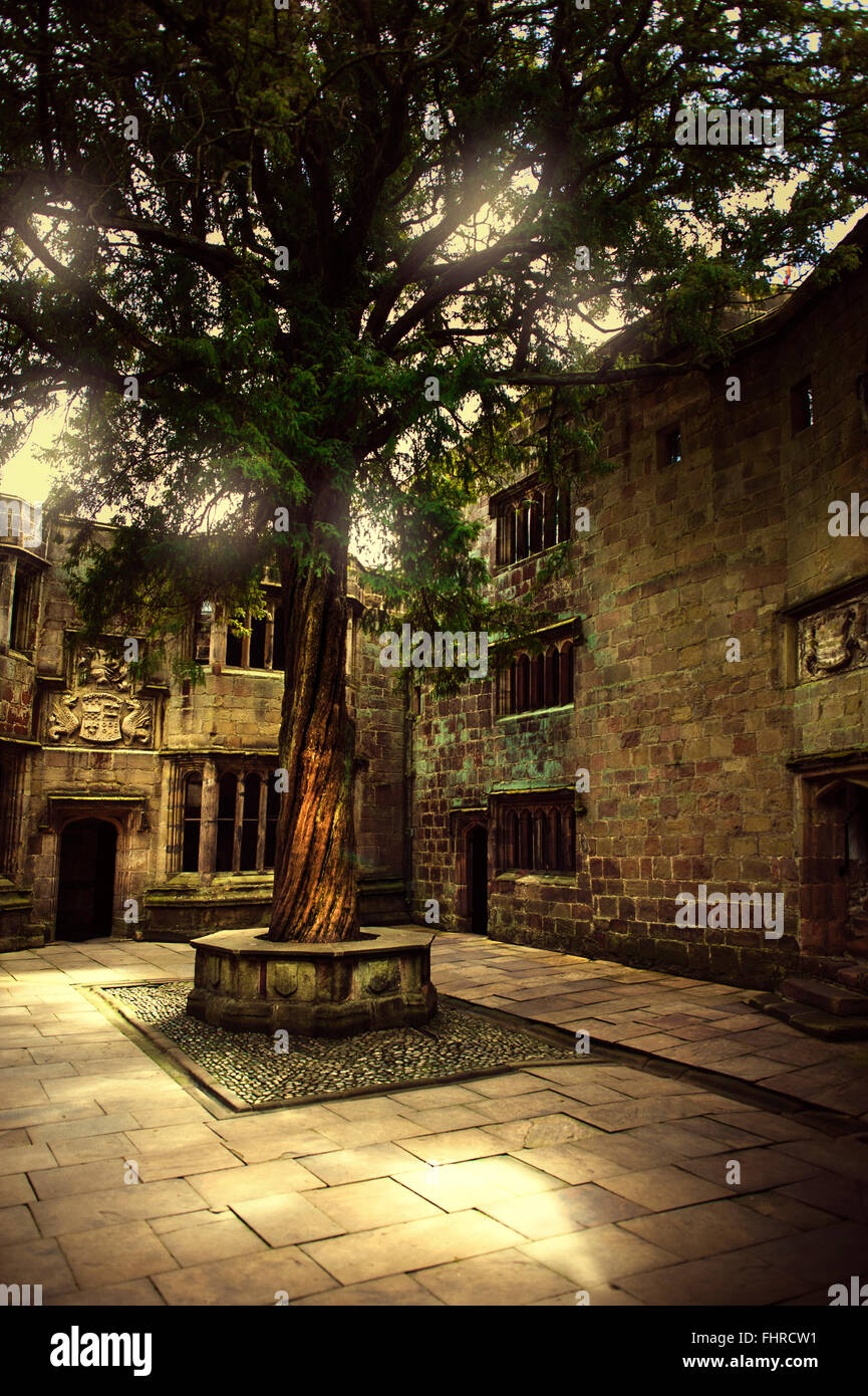 castle courtyard with an old beautiful tree Stock Photo - Alamy