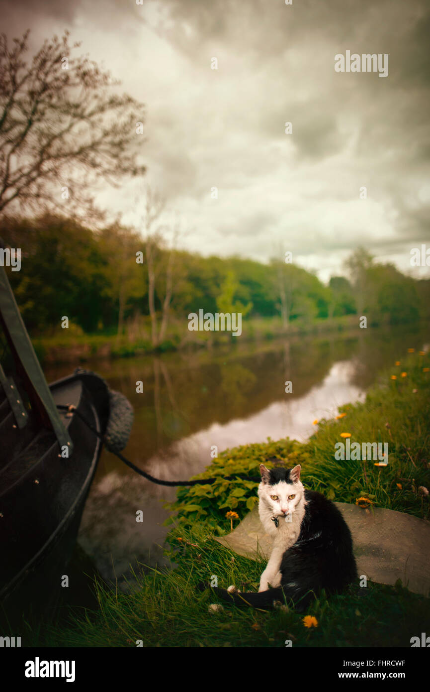 a black and white cat sitting by the boat by the river on grass Stock ...
