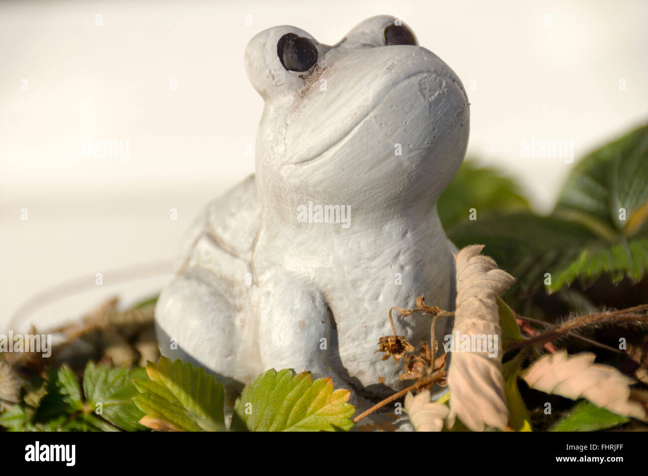 Tree frog in the strawberry patch Stock Photo - Alamy
