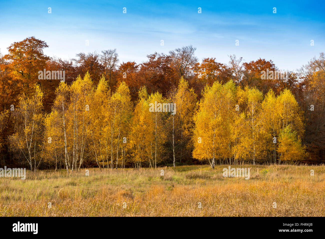 Group of young birch trees in autumn colors, Mönchbruch forest ...