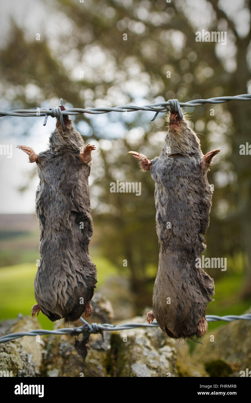 Dead European Moles or Common Moles (Talpa europaea) hung up on barbed ...