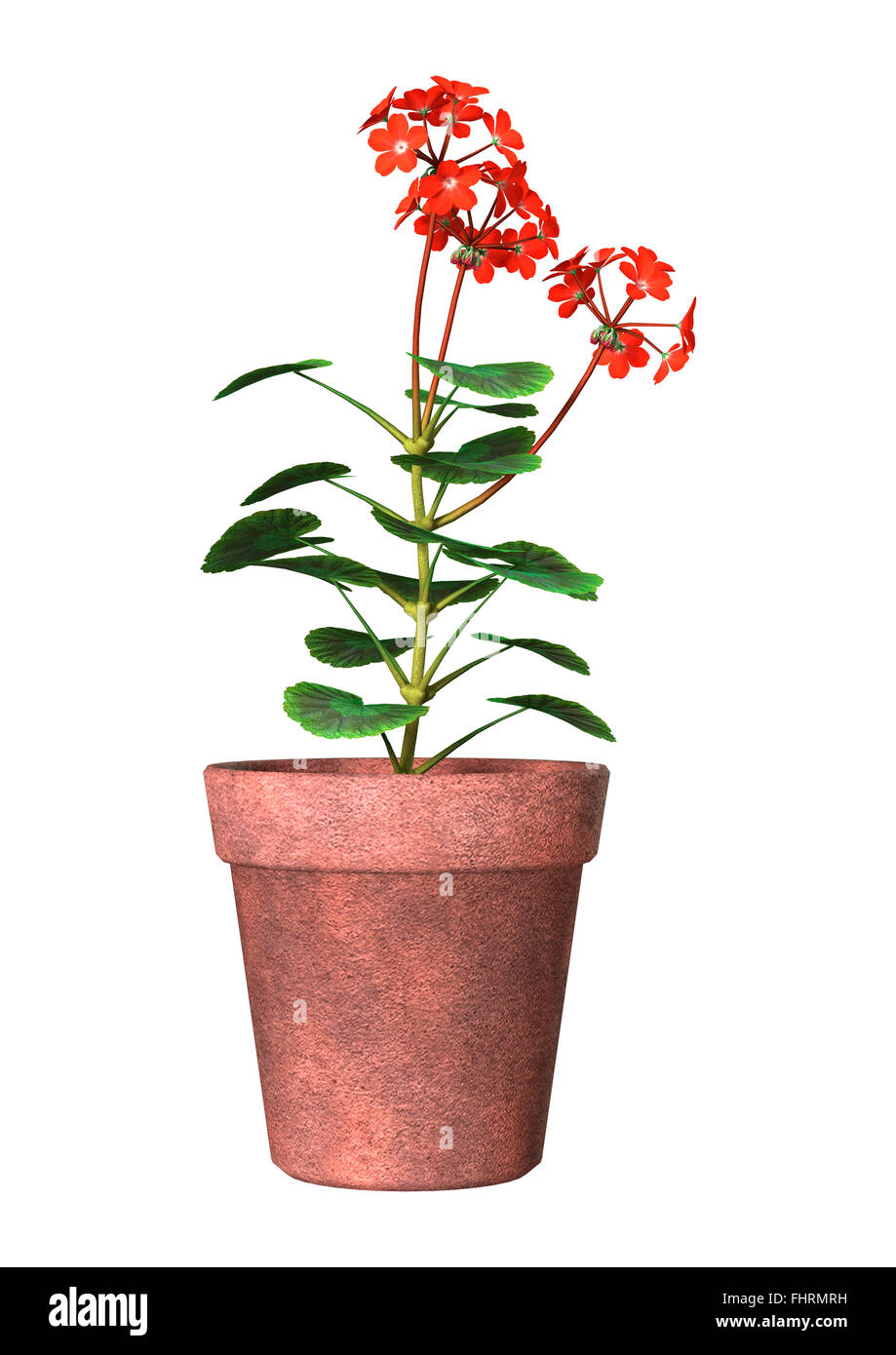 3D digital render of a red geranium pot isolated on white background ...