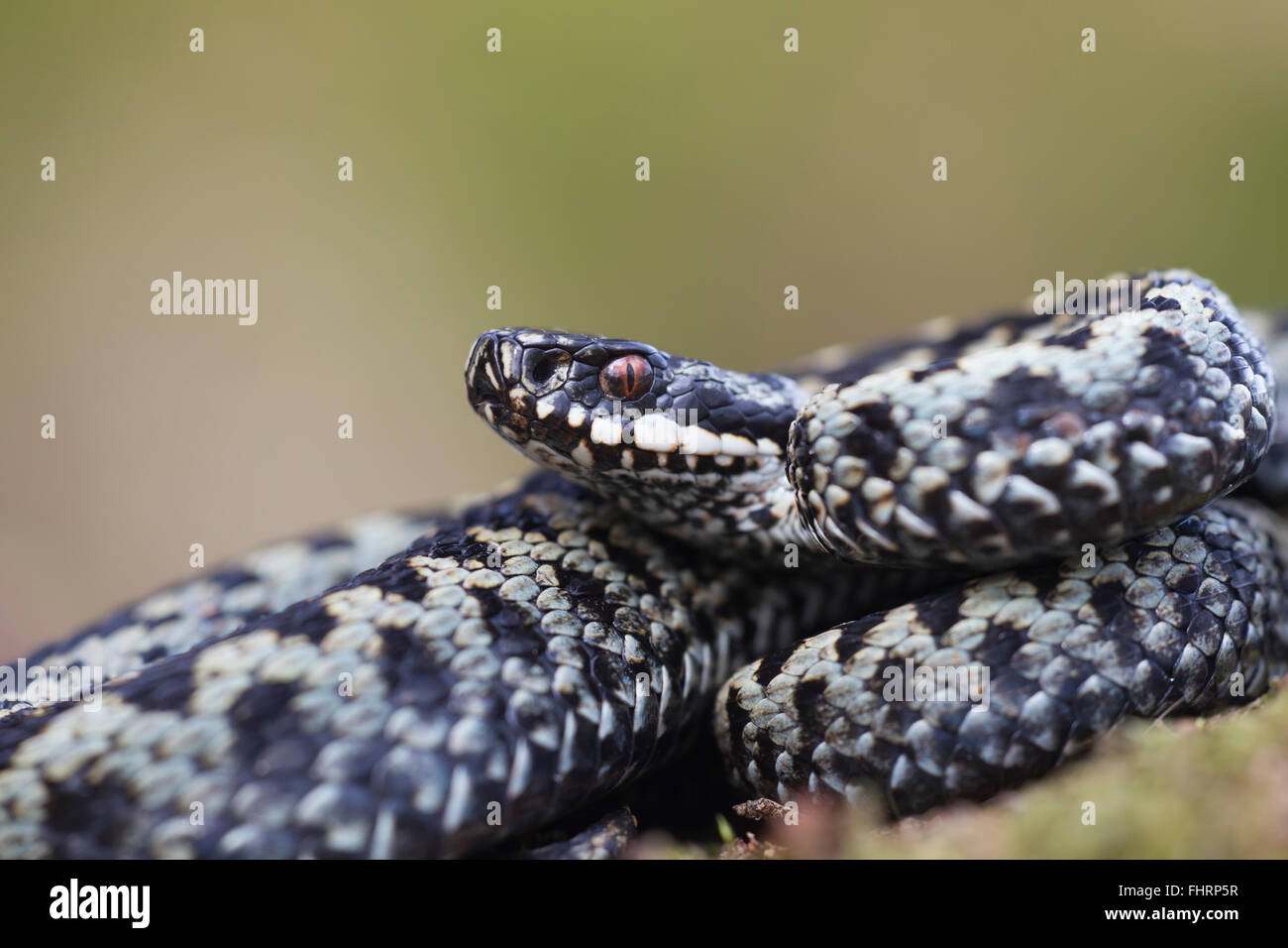 Adder viper snake hi-res stock photography and images - Alamy