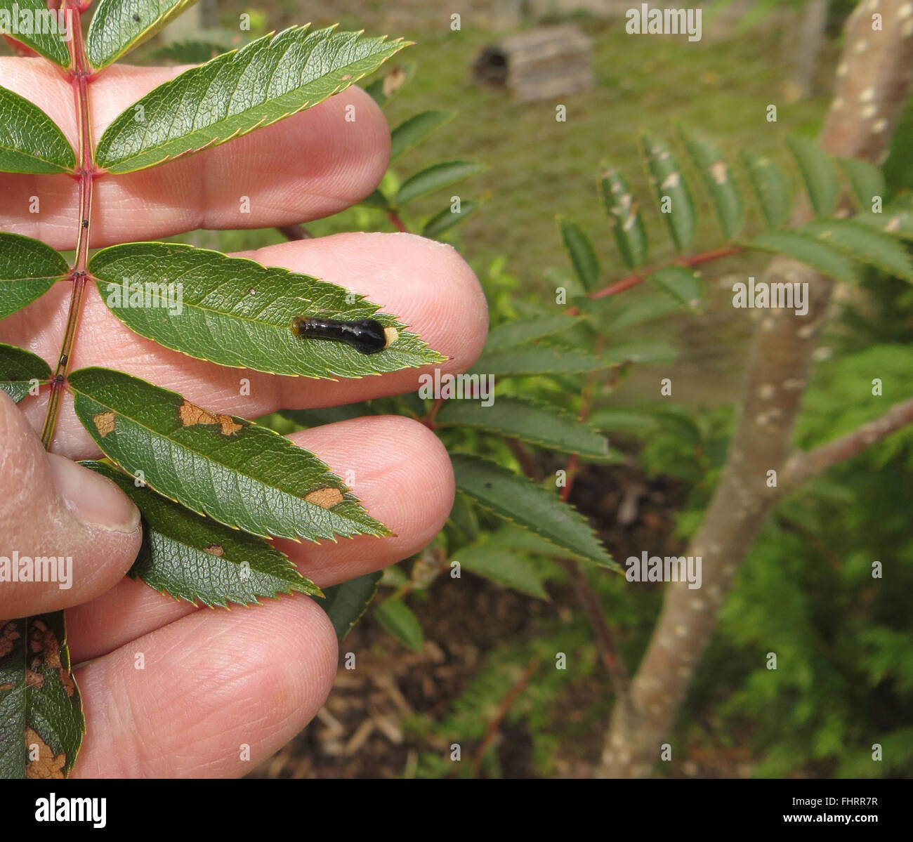 Pear slug (Caliroa cerasi) larva on leaf of Sorbus 'Eastern Promise ...