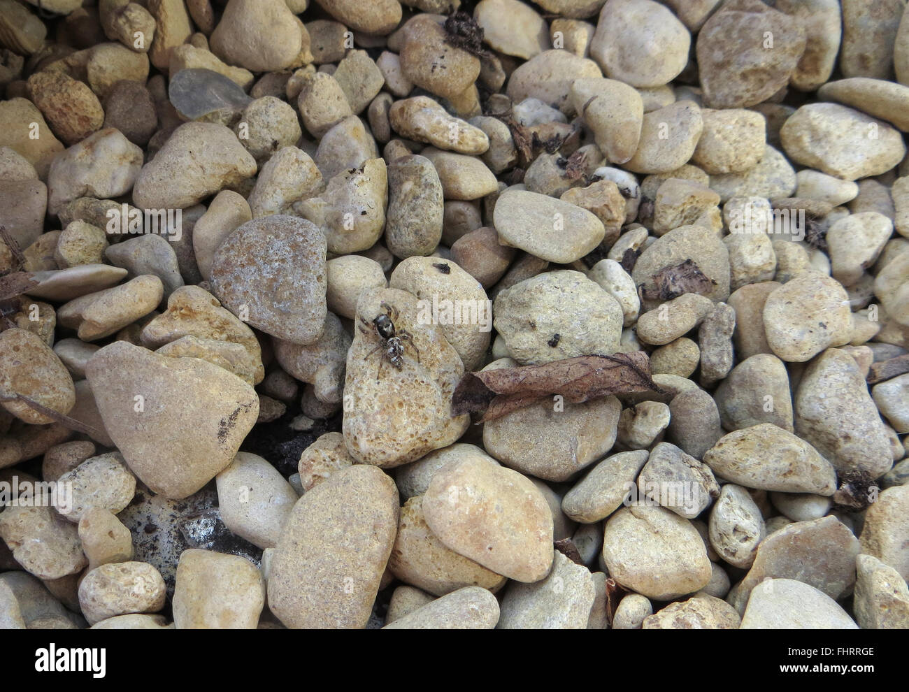 Zebra spider (Salticus scenicus) with withered abdomen, on gravel next ...