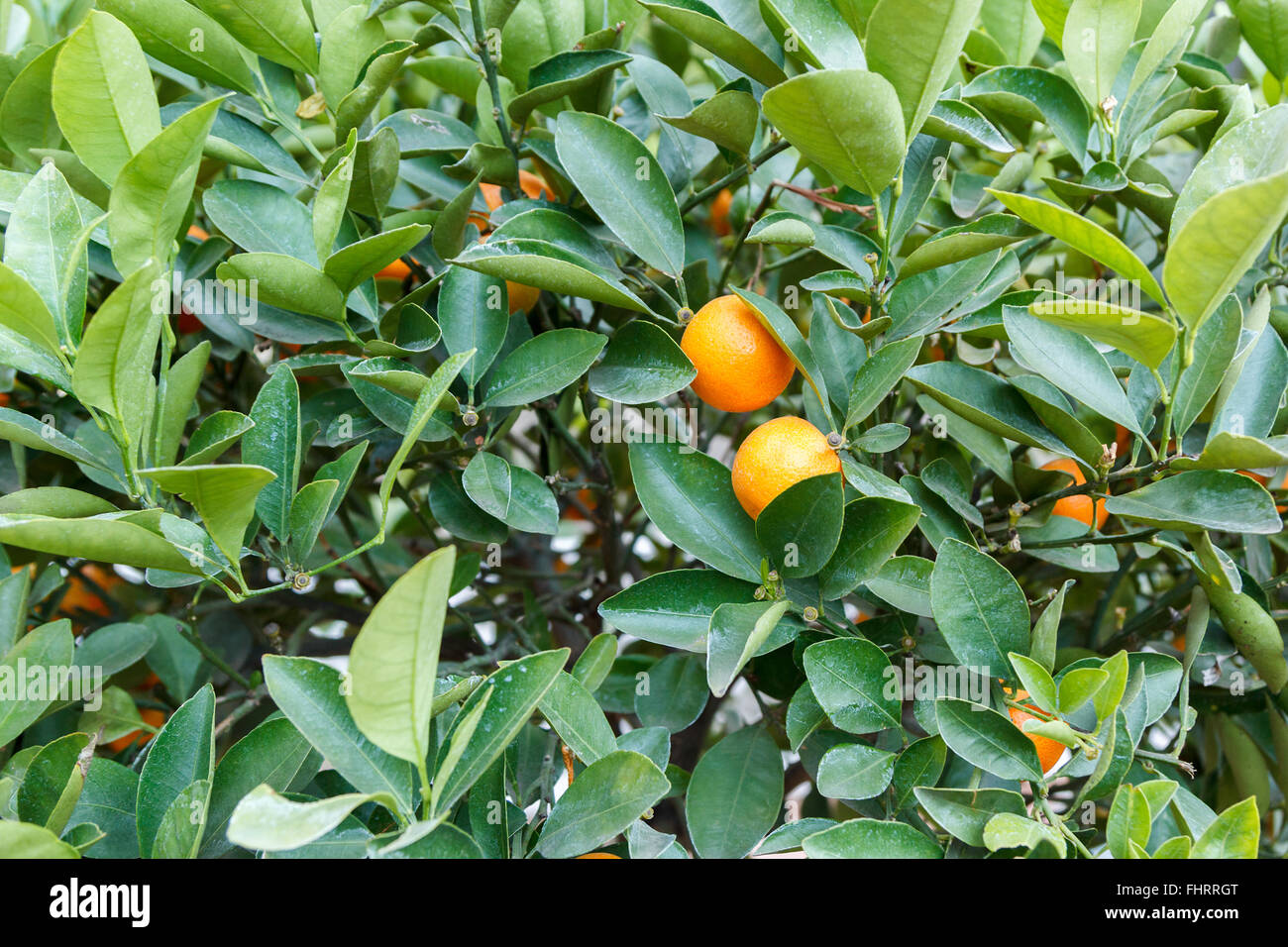 green branches with young mandarin fruits Stock Photo - Alamy