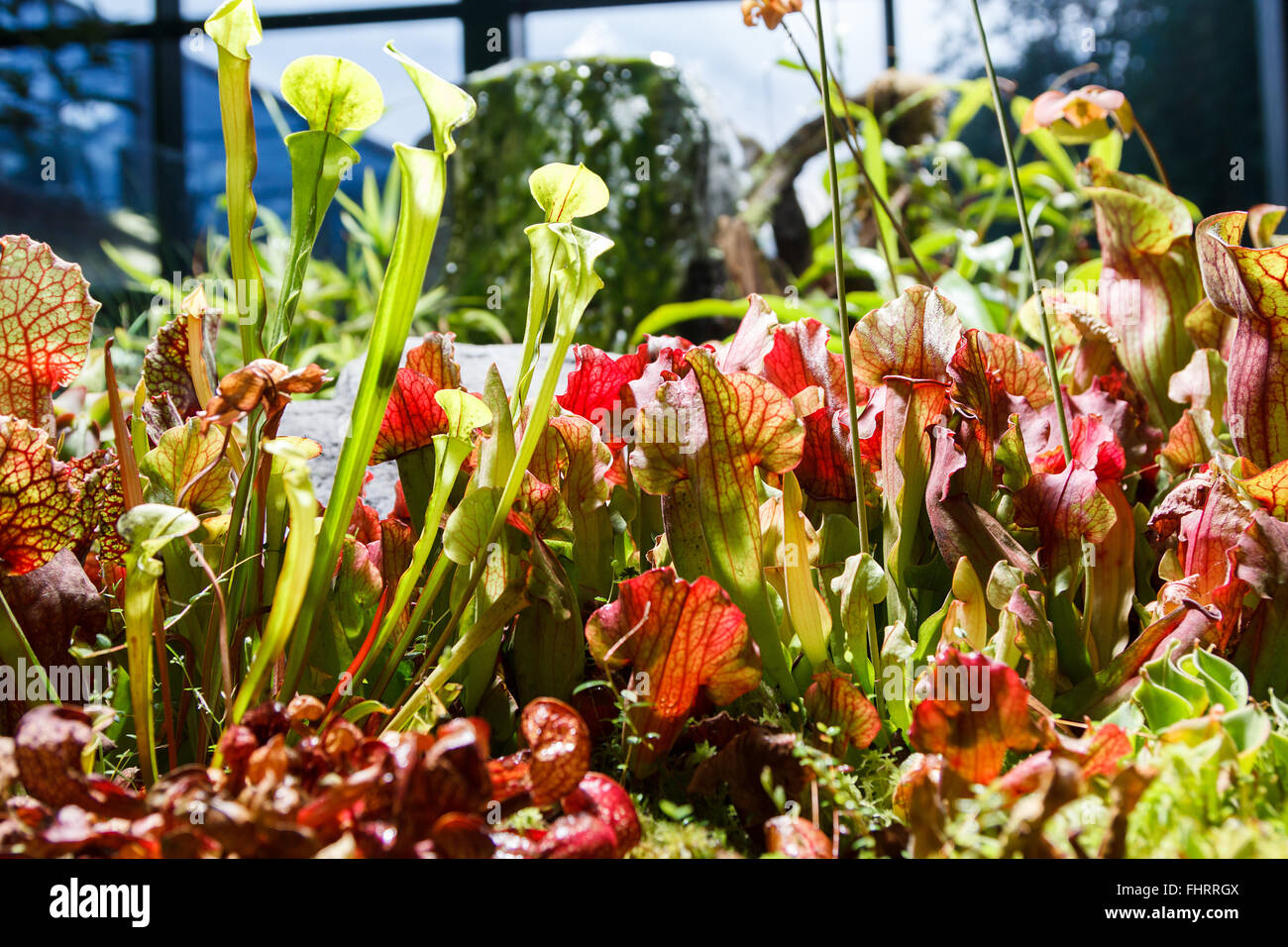 carnivorous plants in a greenhouse on a blurred background Stock Photo ...