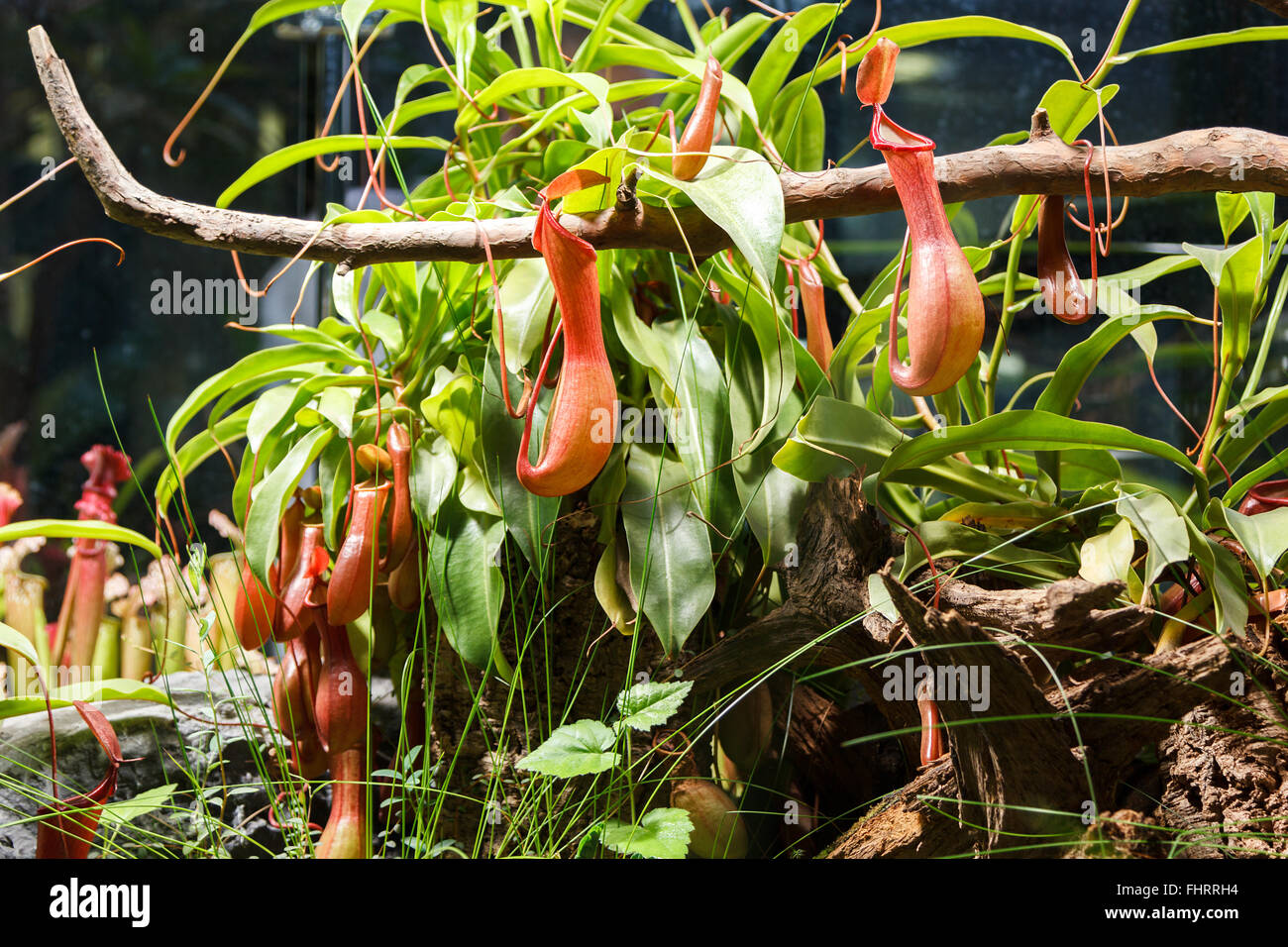 carnivorous plants in a greenhouse on a blurred background Stock Photo ...