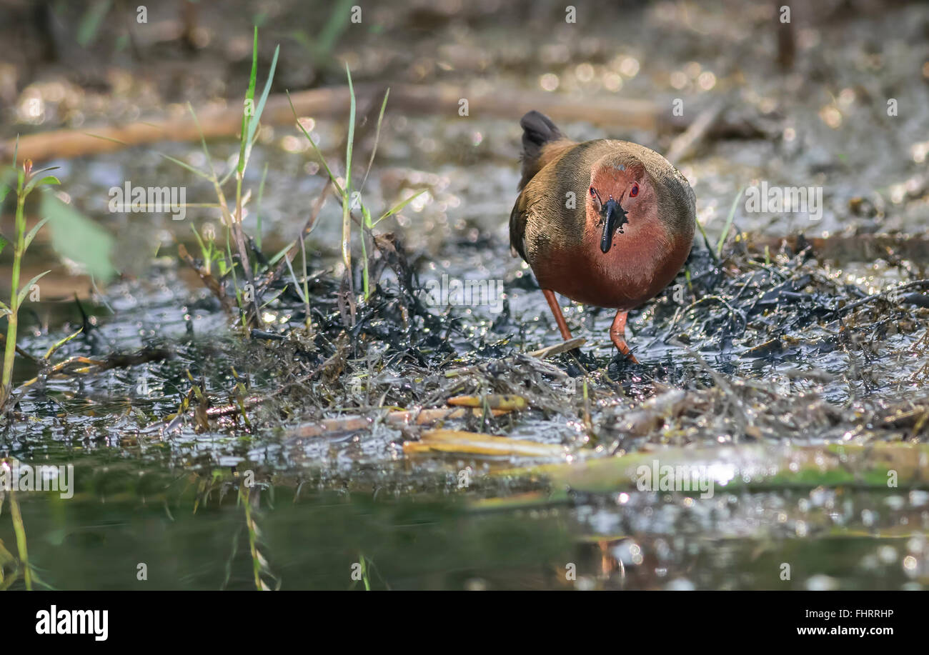 Bird, Ruddy-breasted Crake, Porzana fusca, feeding in water, copy space ...