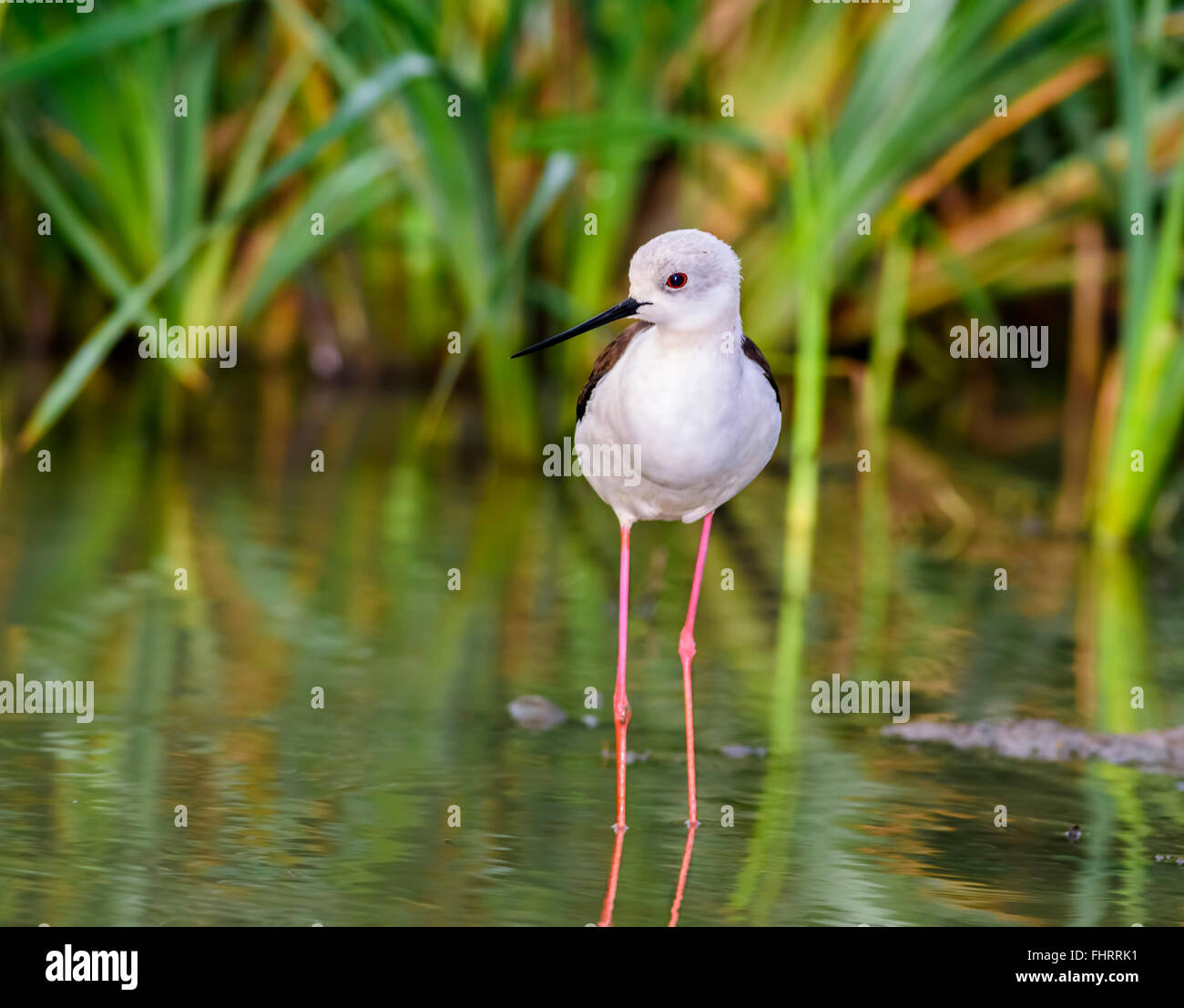 Bird, Black-winged Stilt, Himantopus himantopus feeding in water with ...