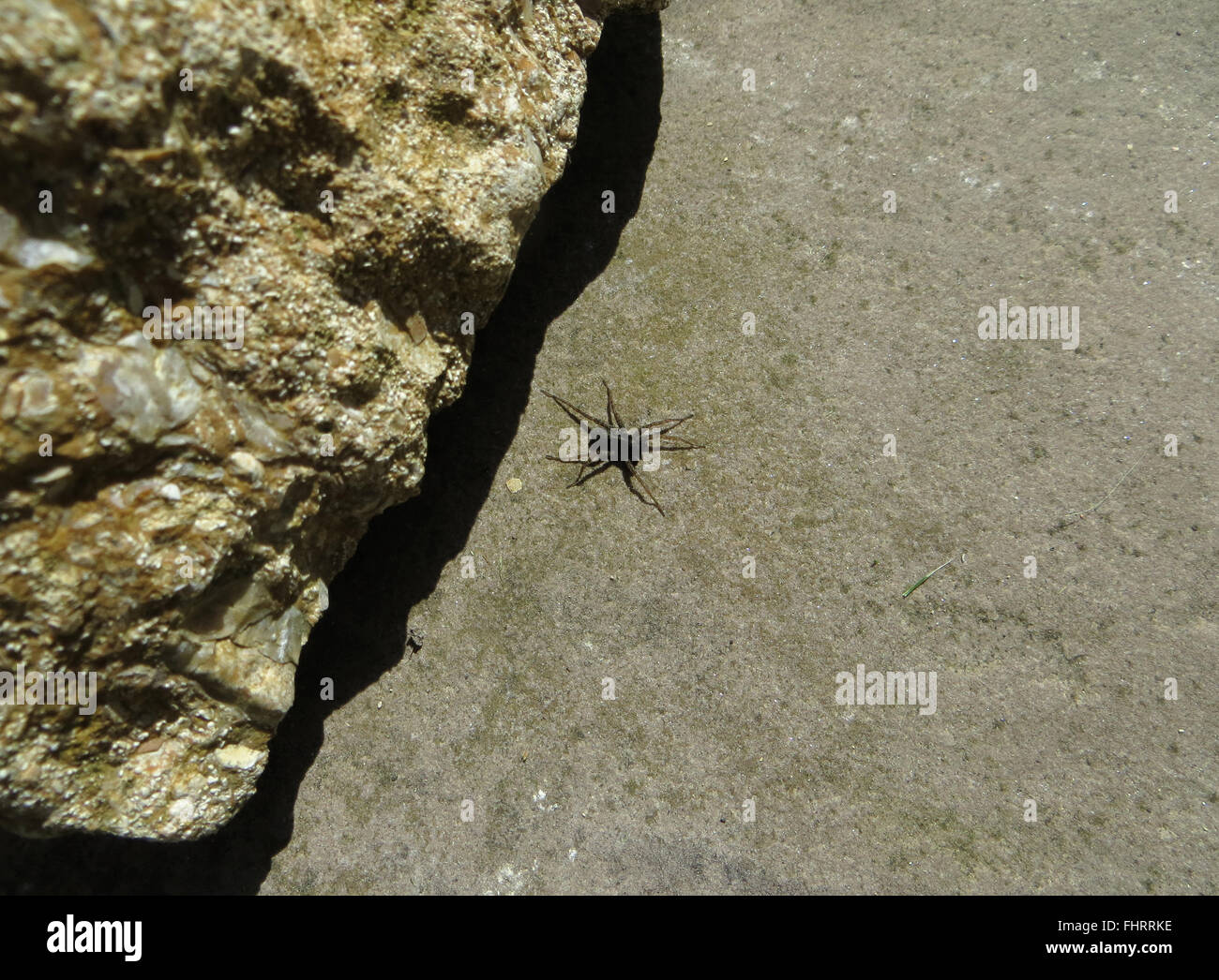 P amentata hi-res stock photography and images - Alamy