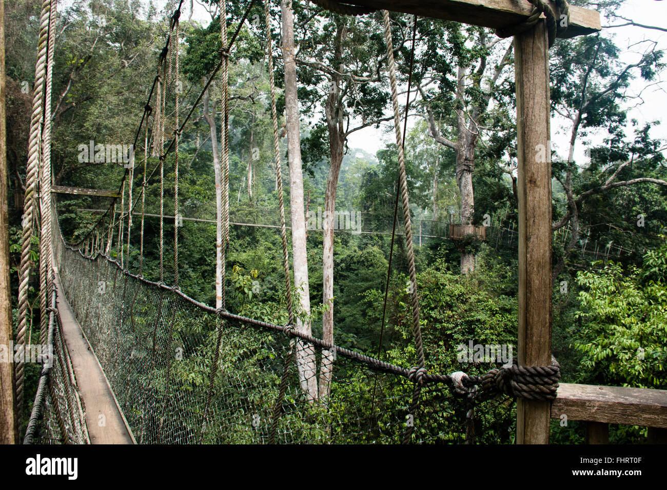 The hanging bridges for the canopy walk in Kakum national park, near ...