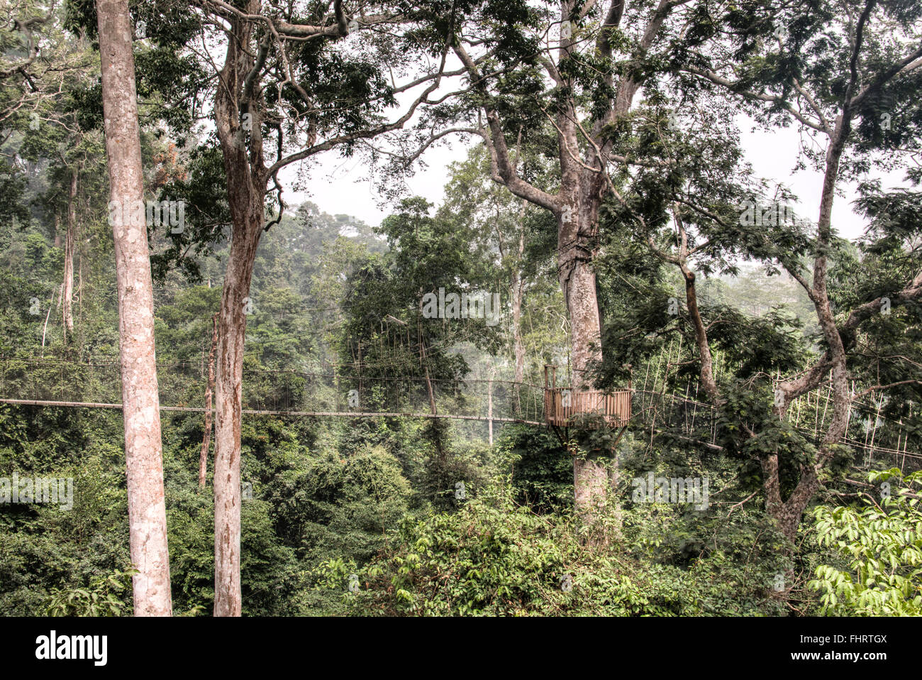 The hanging bridges for the canopy walk in Kakum national park, near ...