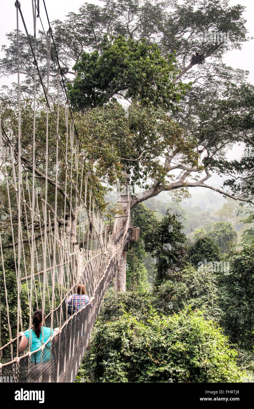 Aerial rainforest canopy walkway hi-res stock photography and images ...